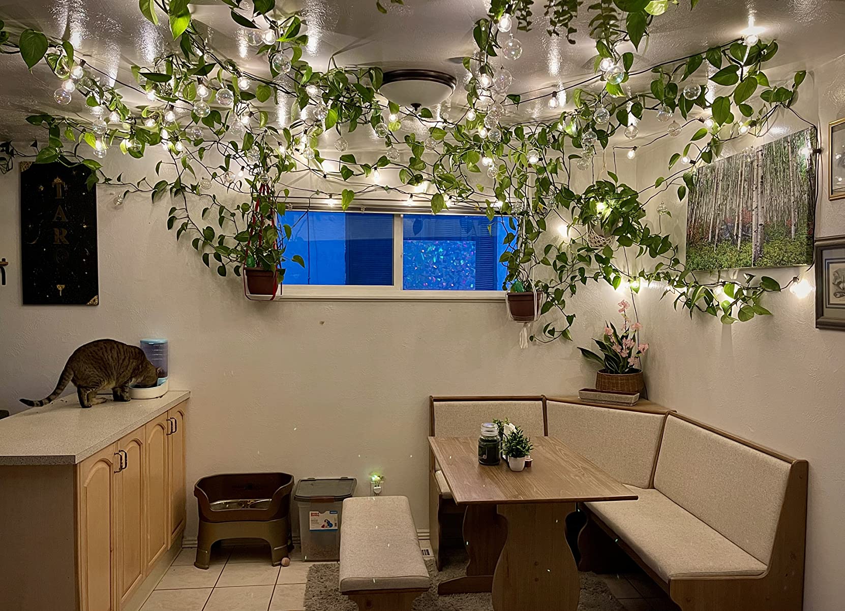 Radiant Nights: Illuminating Your Backyard Oasis with Solar String Lig ...